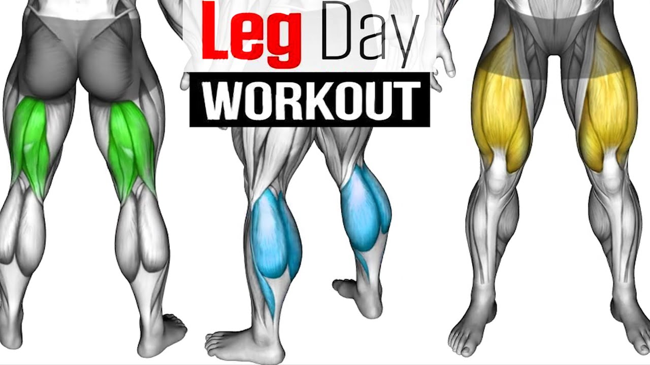 Full LEG Muscle Transformation 8 Best Exercises - WellnessWarriorsWorld